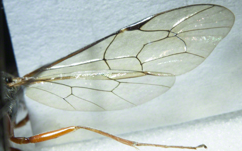 Details of ichneumon wing | chelifer.com