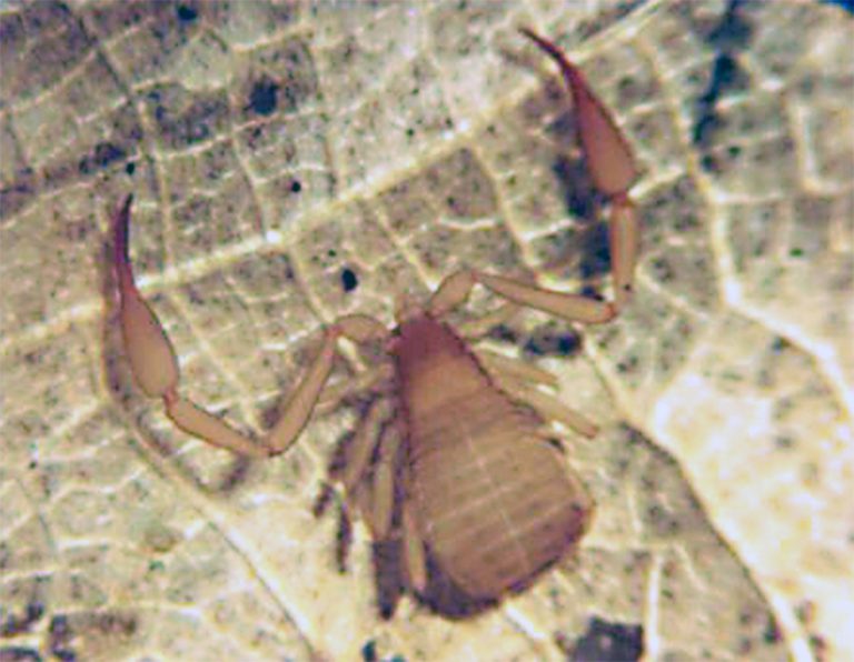 Chelifer cancroides, House Chelifer – chelifer.com