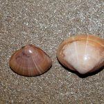 Bexhill Beach 1 | chelifer.com