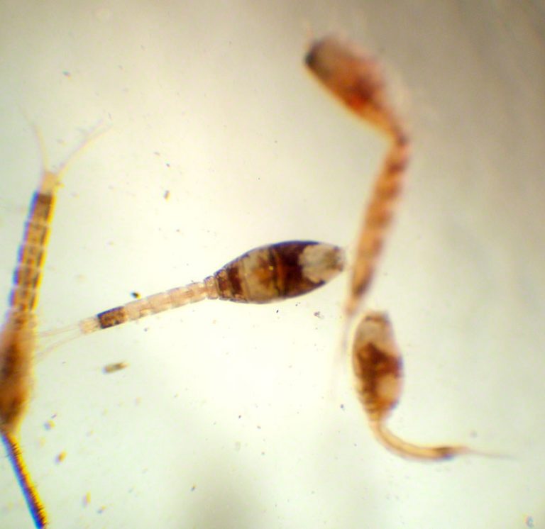 Elmer Rock Groynes – chelifer.com