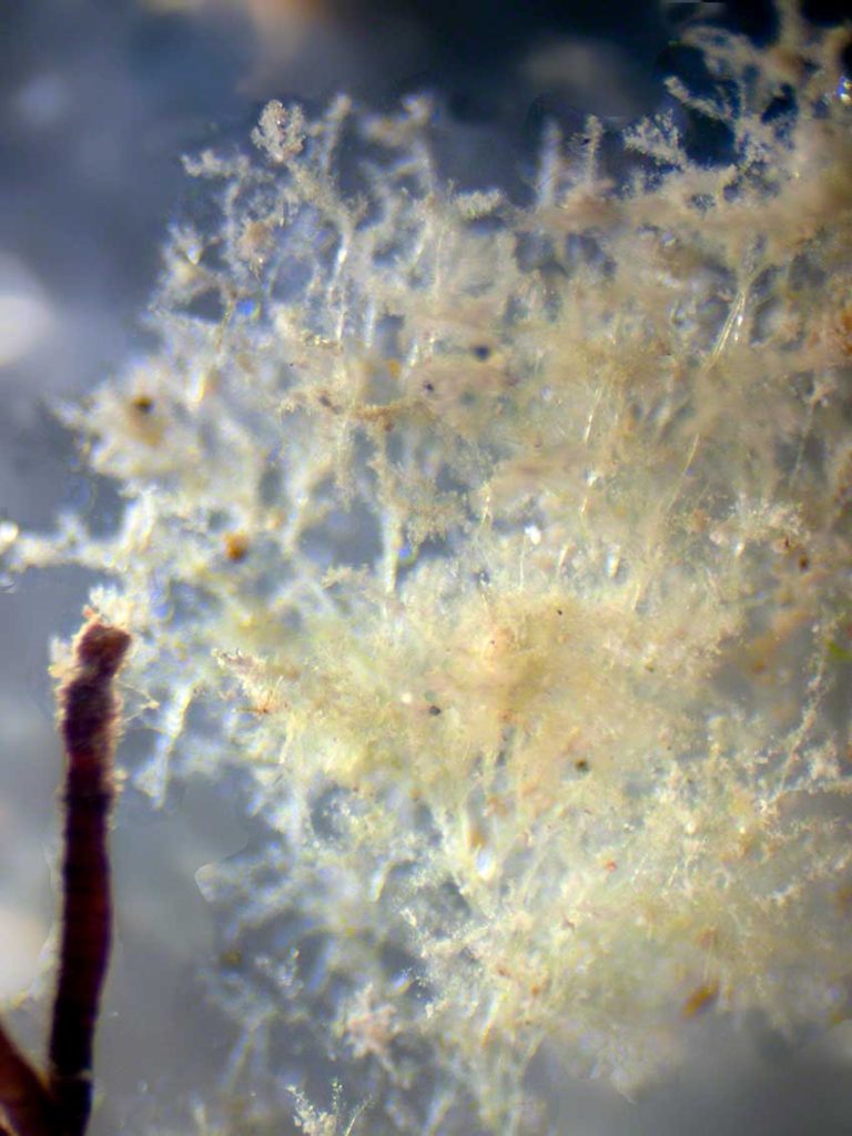 Goring Outfall Pipe – chelifer.com